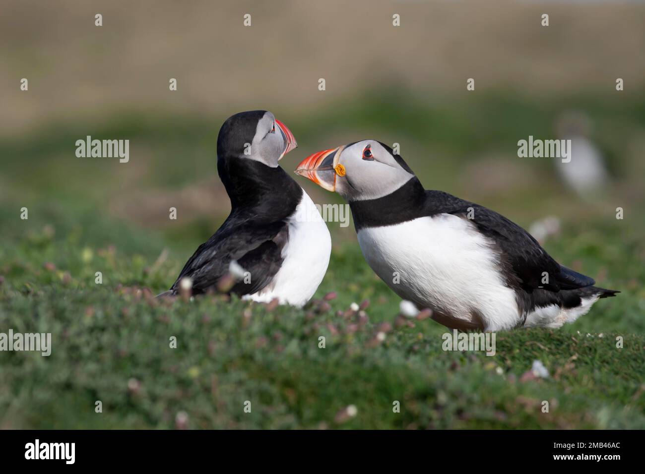 Atlantic puffin (Fratercula arctica) two adult birds during their ...