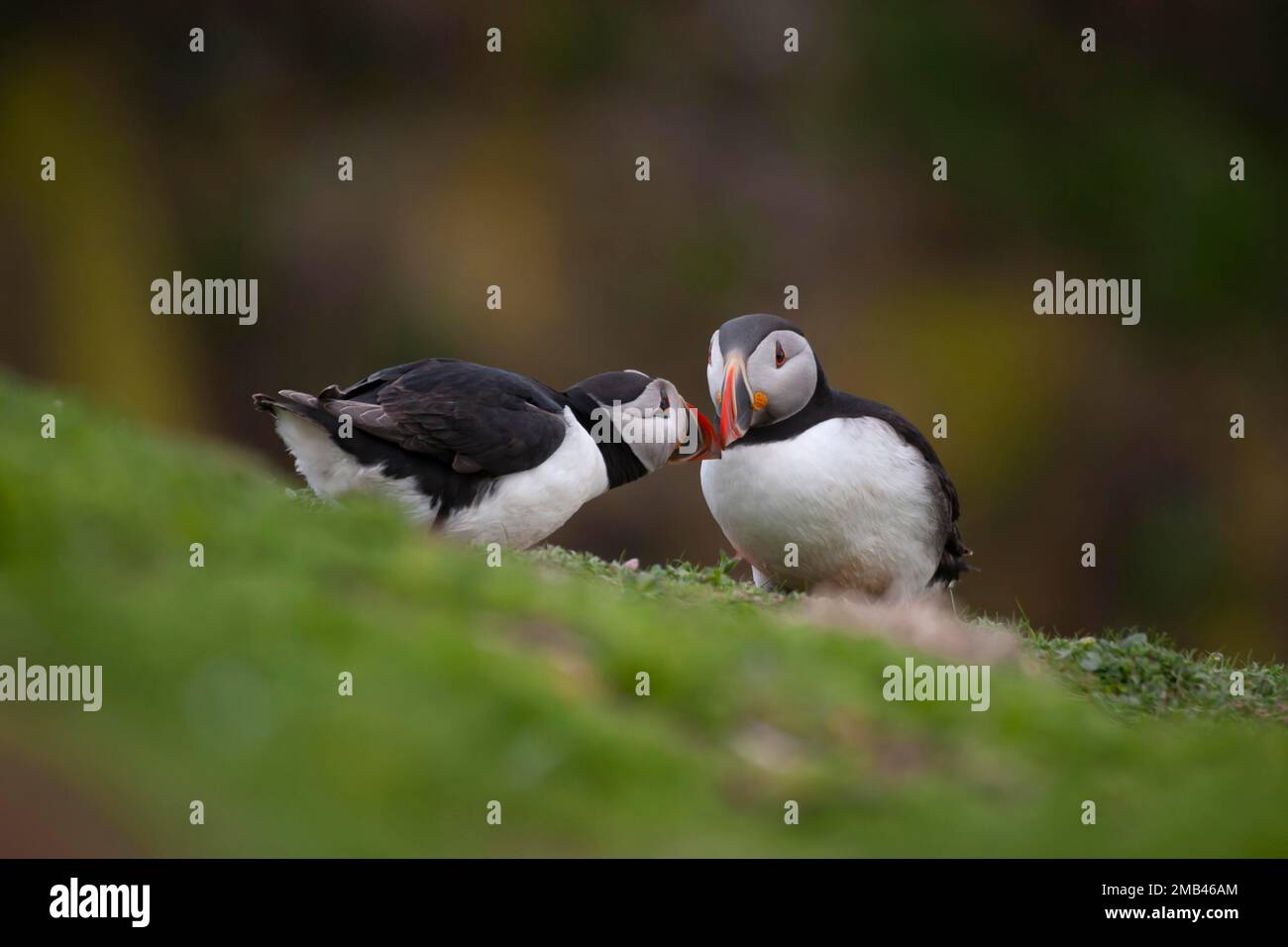 Atlantic puffin (Fratercula arctica) two adult birds during their ...