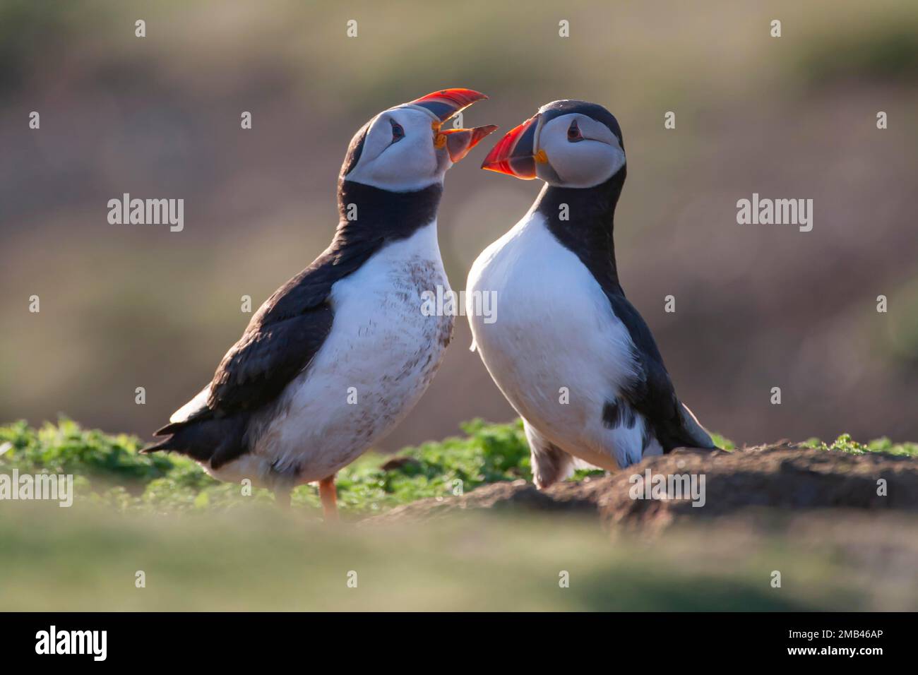 Atlantic puffin (Fratercula arctica) two adult birds during their ...
