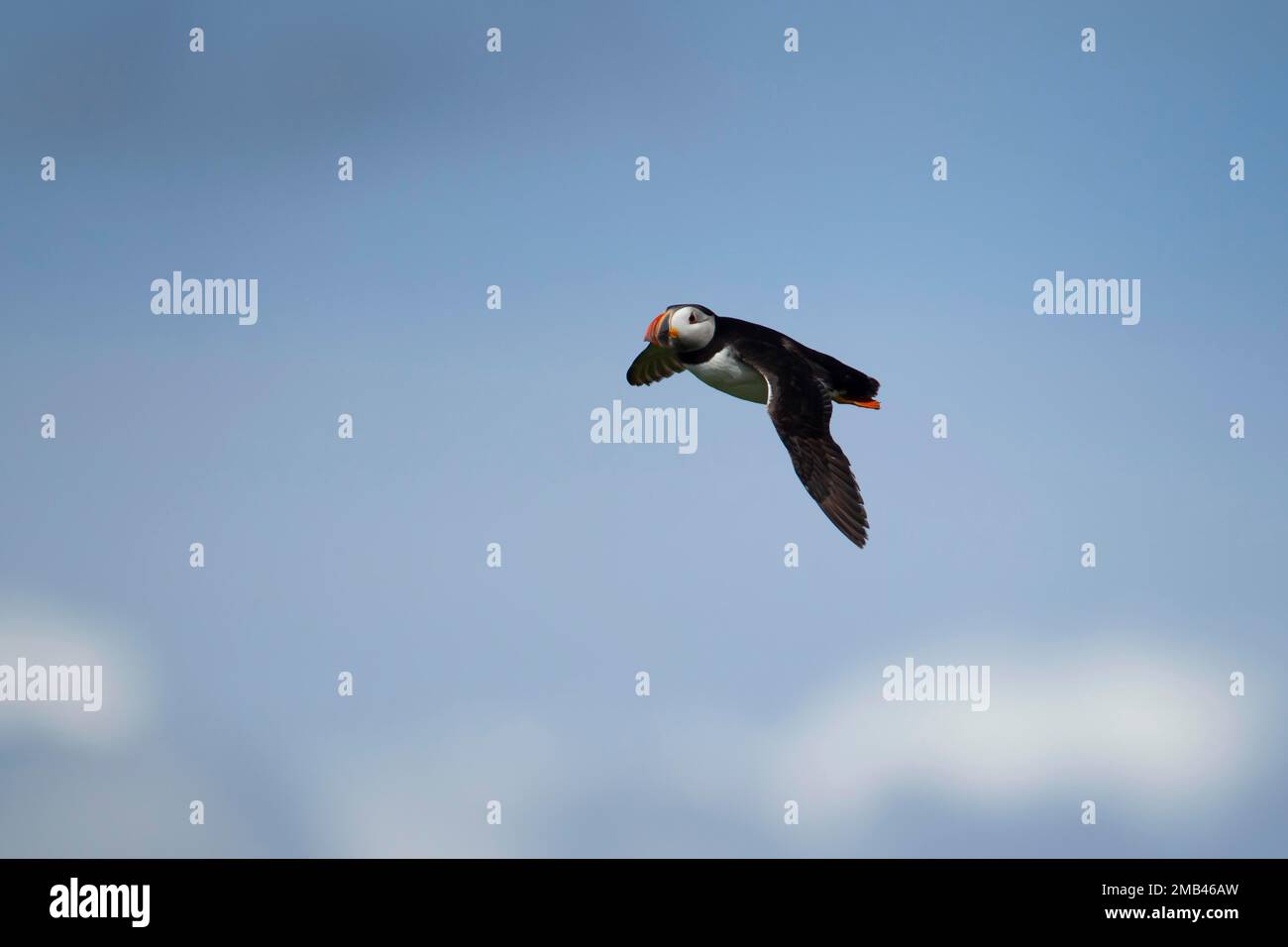 Atlantic puffin (Fratercula arctica) adult bird flying, Farne isles ...
