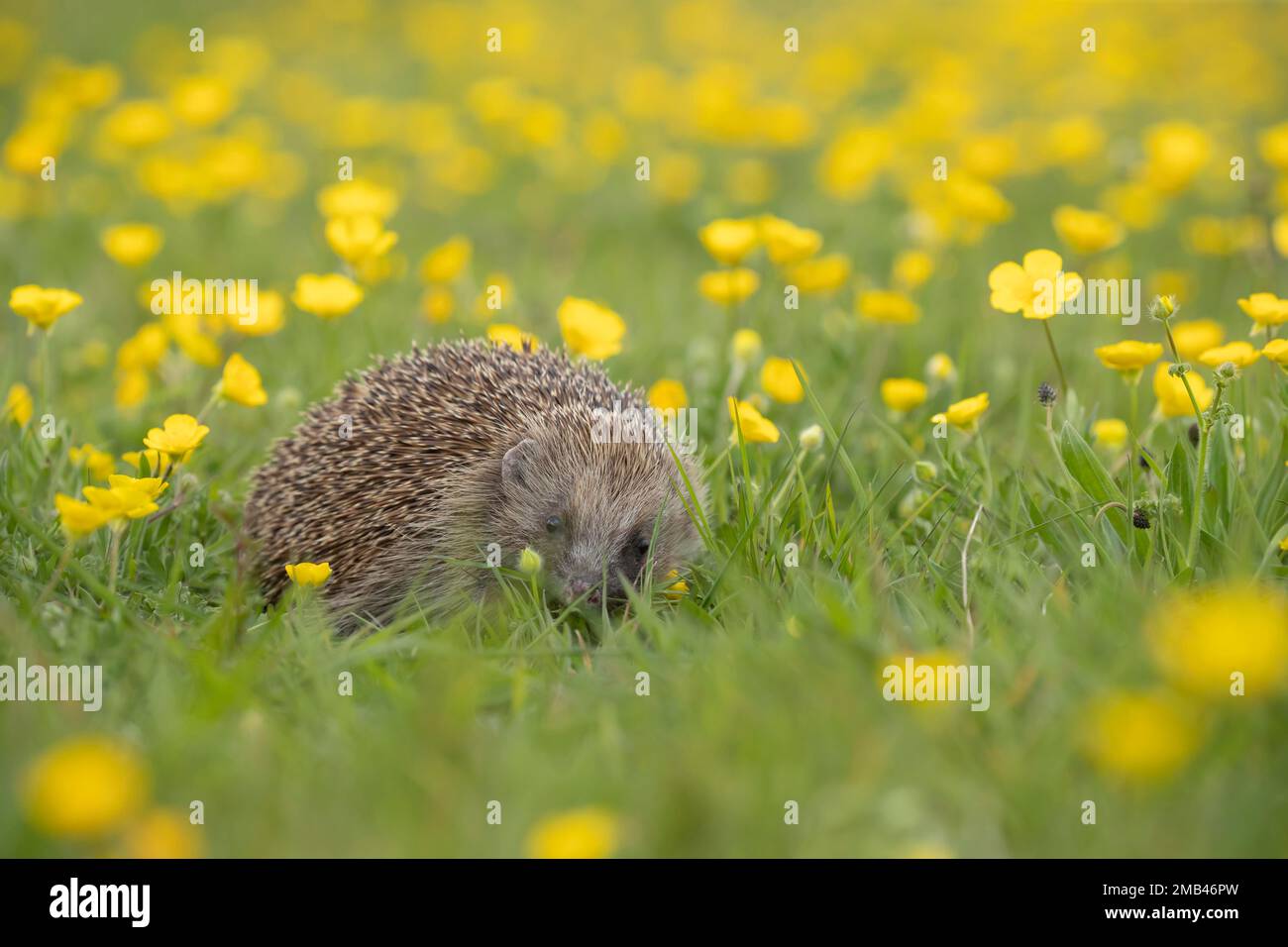 European hedgehog (Erinaceus europaeus) adult walking in a Spring ...