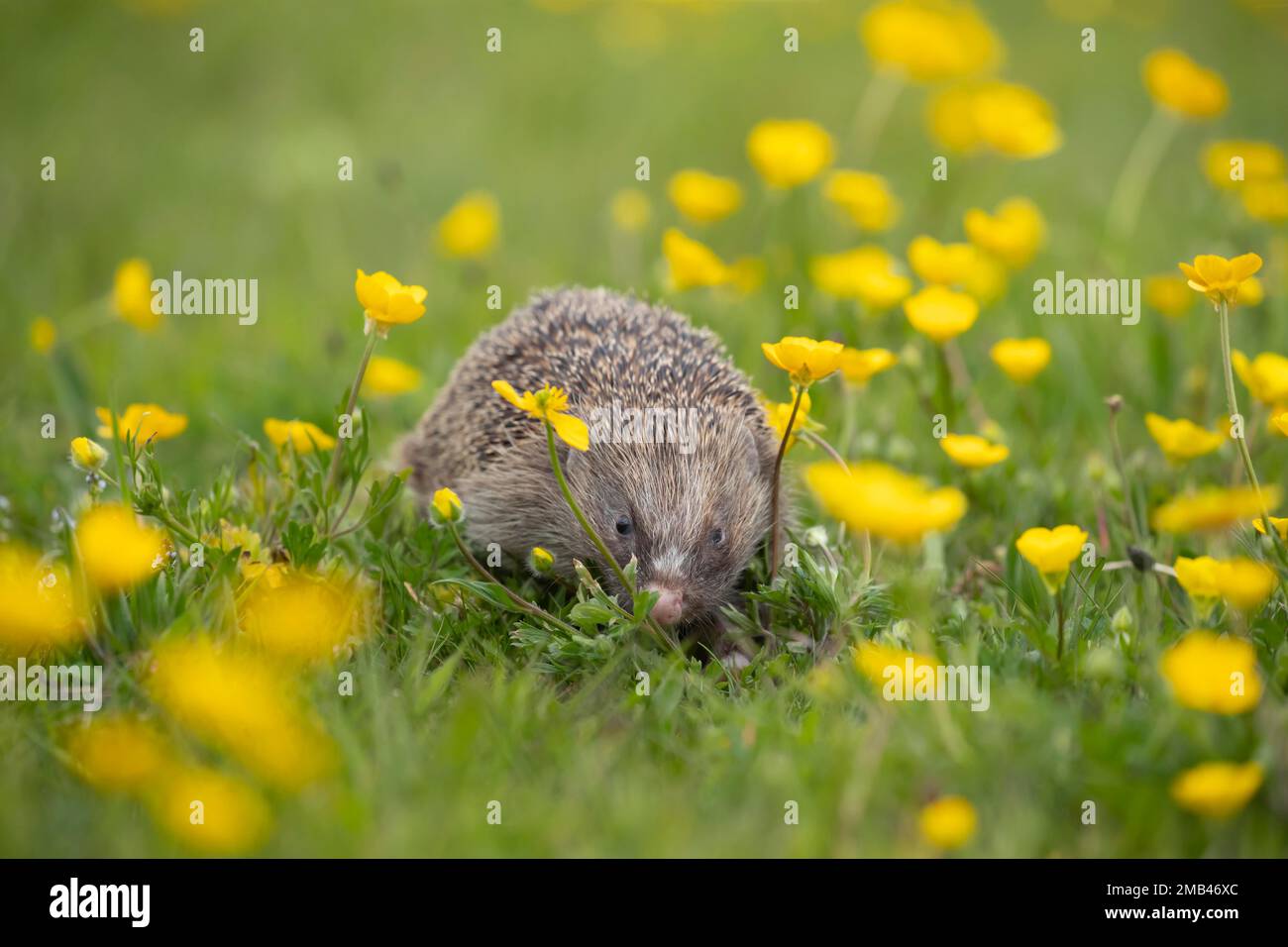 European hedgehog (Erinaceus europaeus) adult walking in a Spring ...