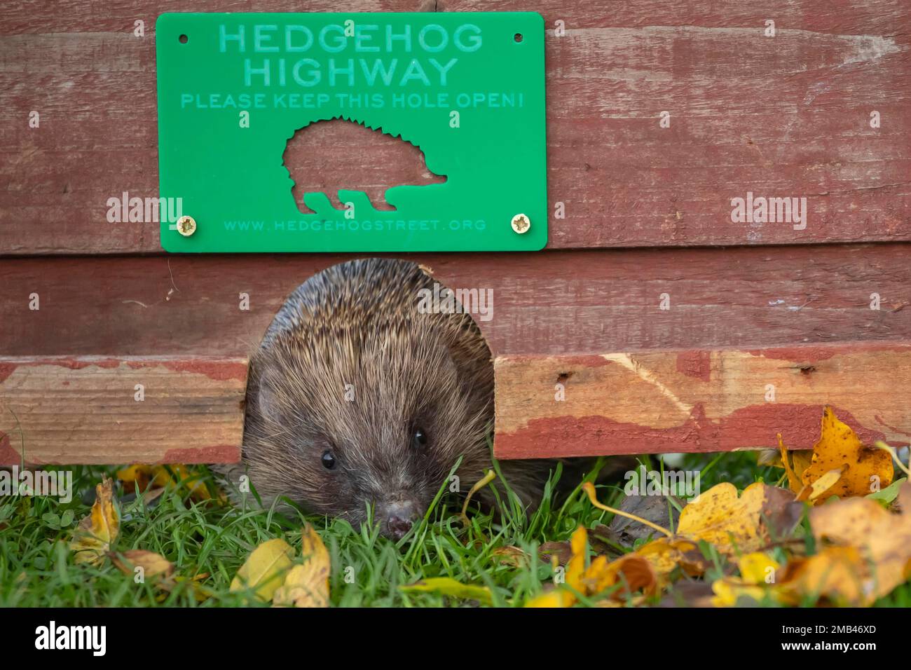 European hedgehog (Erinaceus europaeus) adult walking through a hole in ...