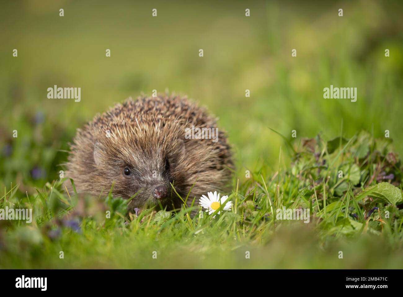 European hedgehog (Erinaceus europaeus) adult walking in a meadow with ...