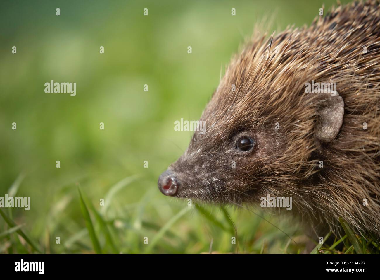 European hedgehog (Erinaceus europaeus) adult animal head portrait ...