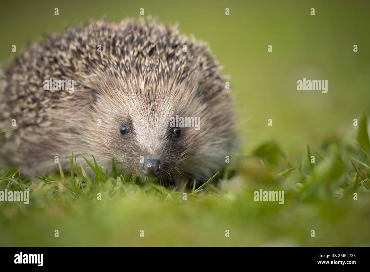 European hedgehog (Erinaceus europaeus) adult animal portrait, Suffolk ...