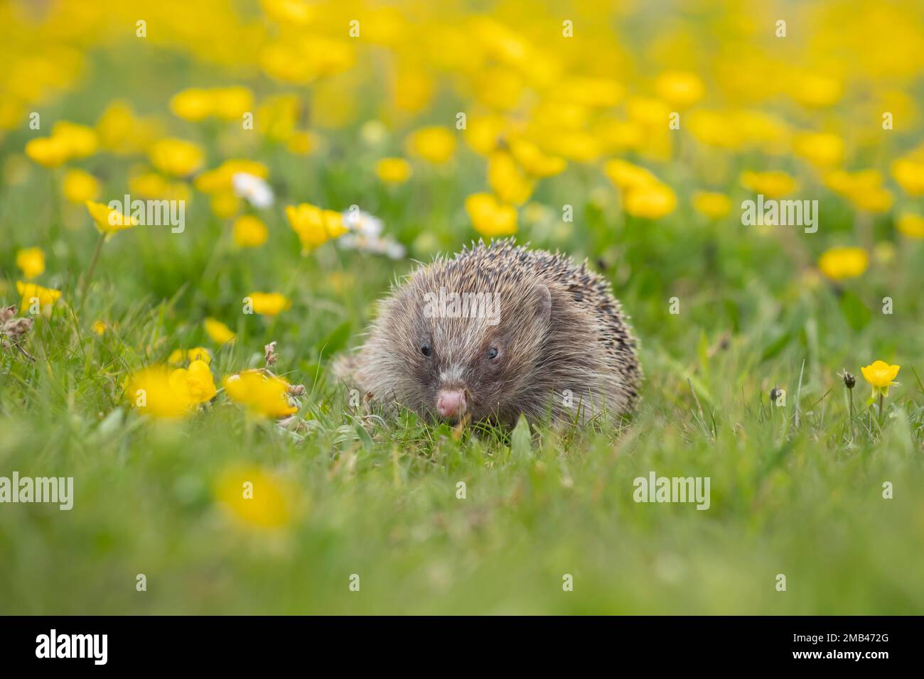 European hedgehog (Erinaceus europaeus) adult walking in a Spring ...
