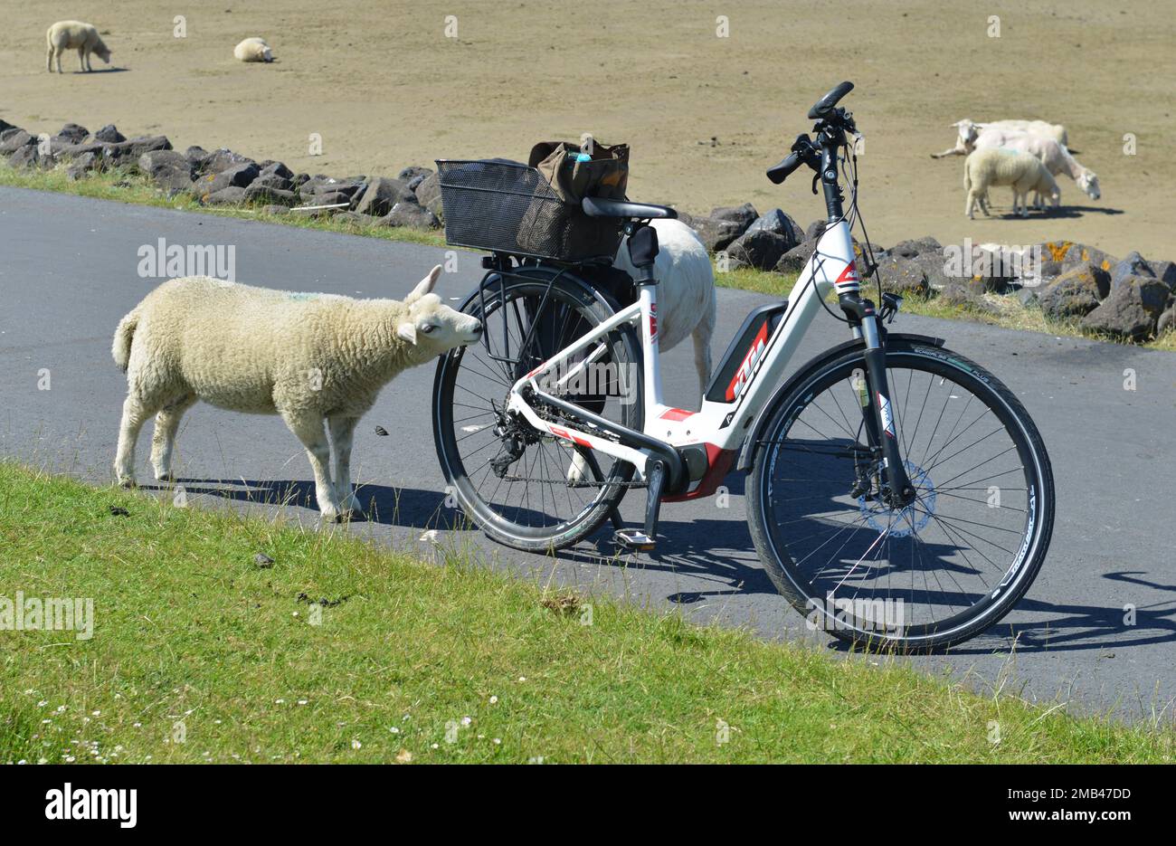 Domestic sheep (Ovis gmelini aries), examining an e-bike, Schleswig ...