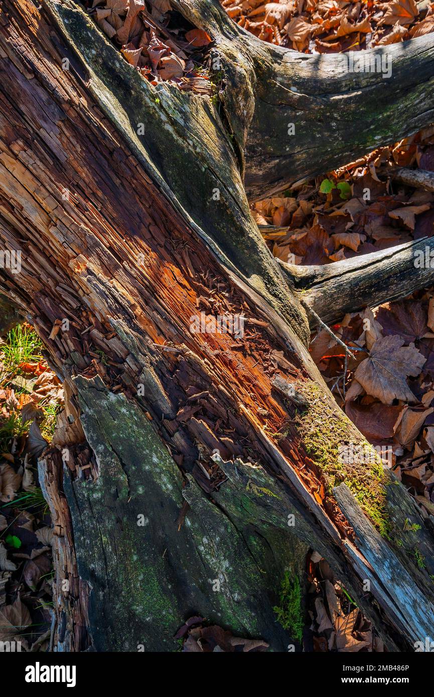 Broken tree stump, decaying wood, Jachenau, Bavaria, Germany Stock ...