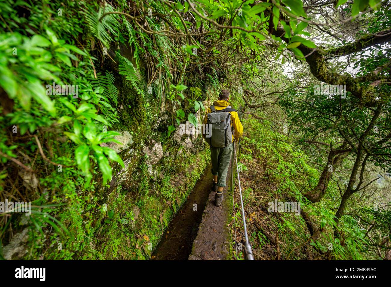 Hikers on a narrow path along a levada, in dense forest, Levada do ...