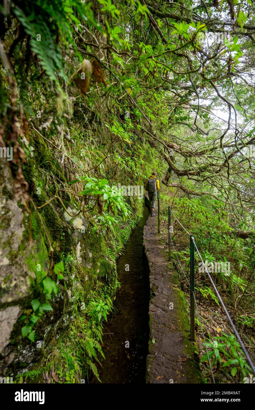 Hikers on a narrow path along a levada, in dense forest, Levada do ...