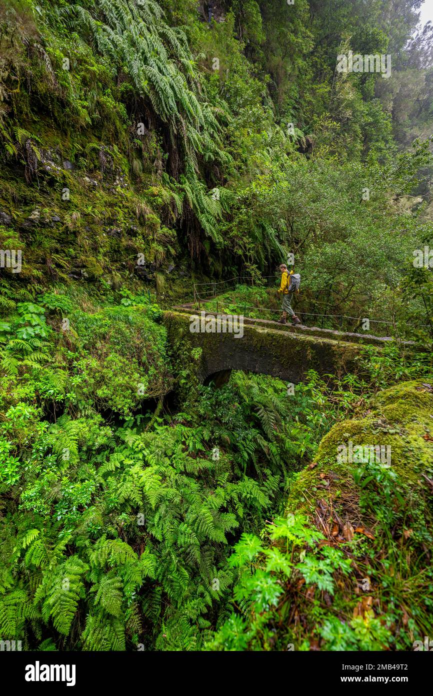 Hikers on a bridge over a small gorge, in densely overgrown forest with ...