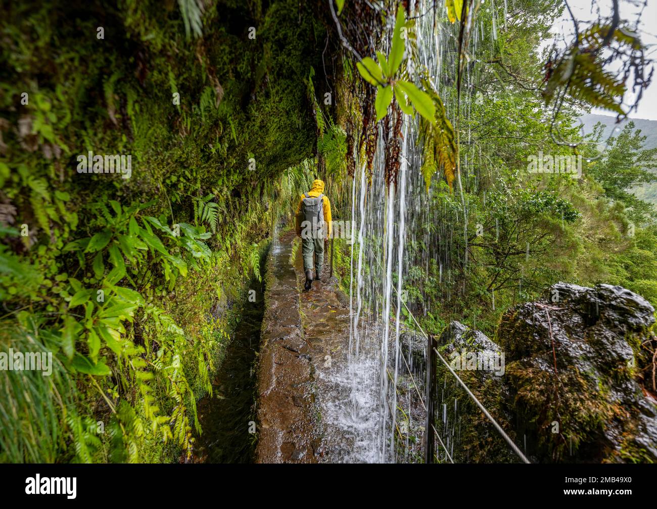 Hikers on a narrow path along a levada with a waterfall, in dense ...