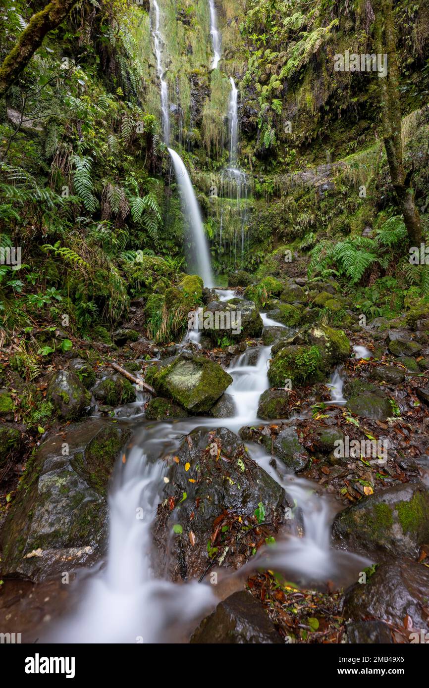 Waterfall on a rock face overgrown with ferns and moss, long exposure ...