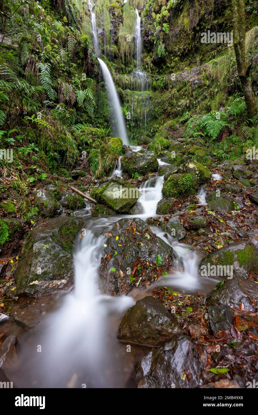 Waterfall on a rock face overgrown with ferns and moss, long exposure ...
