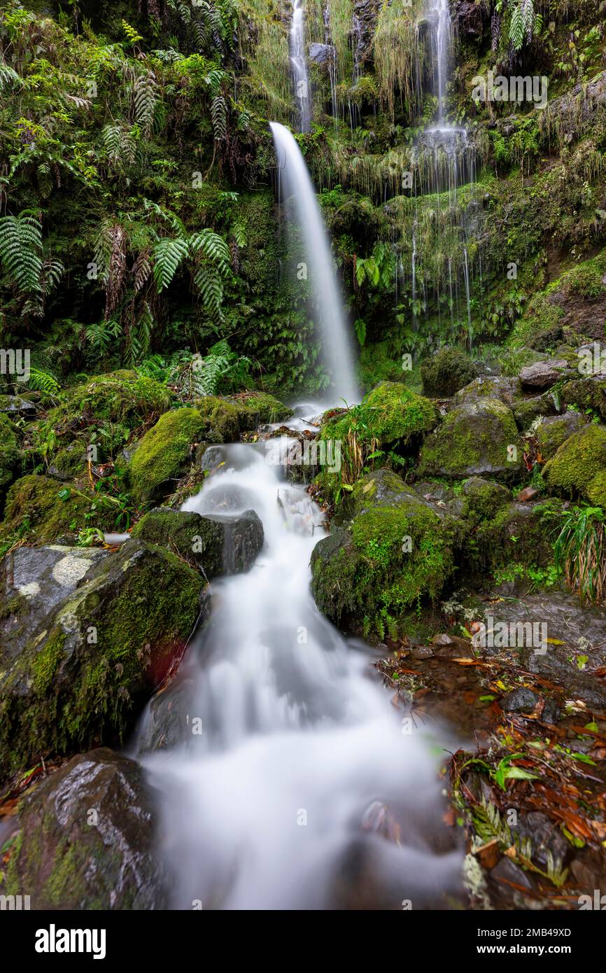 Waterfall on a rock face overgrown with ferns and moss, long exposure ...