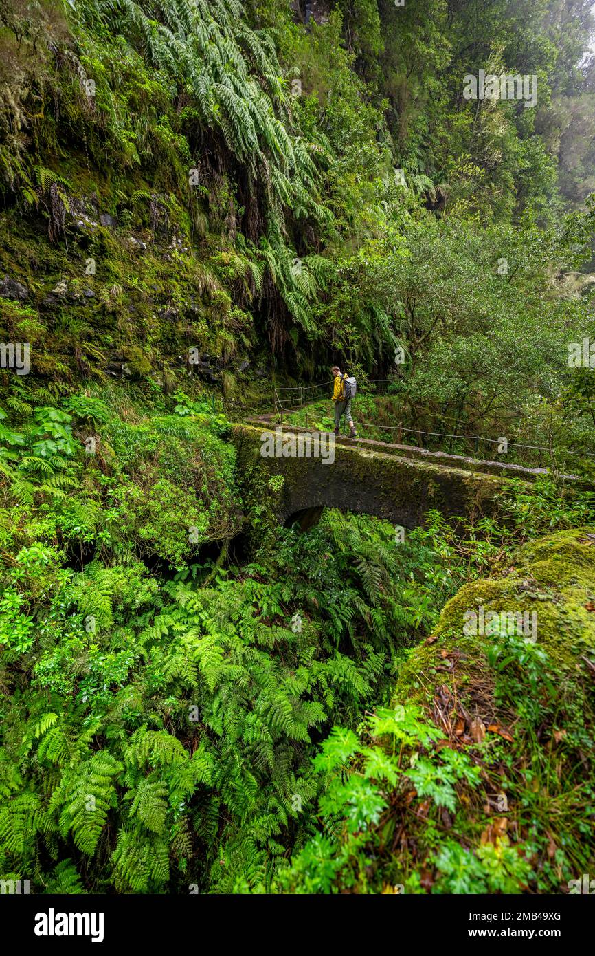 Hikers on a bridge over a small gorge, in densely overgrown forest with ...