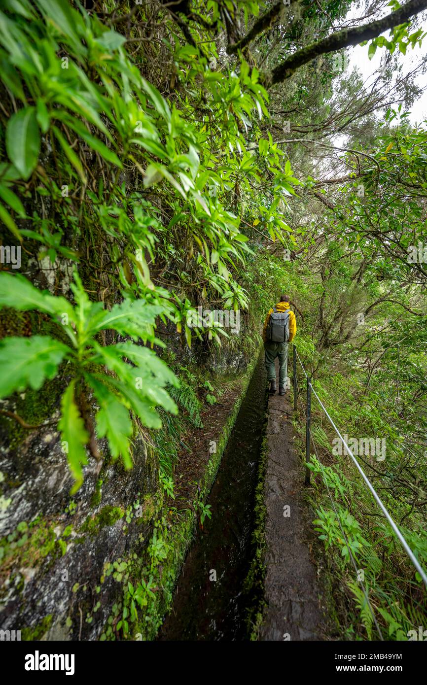Hikers on a narrow path along a levada, in dense forest, Levada do ...