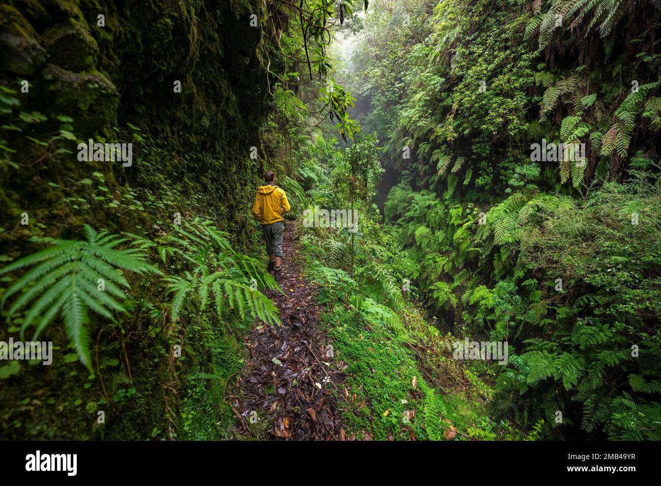 Hikers on a narrow footpath, in densely overgrown forest with ferns ...