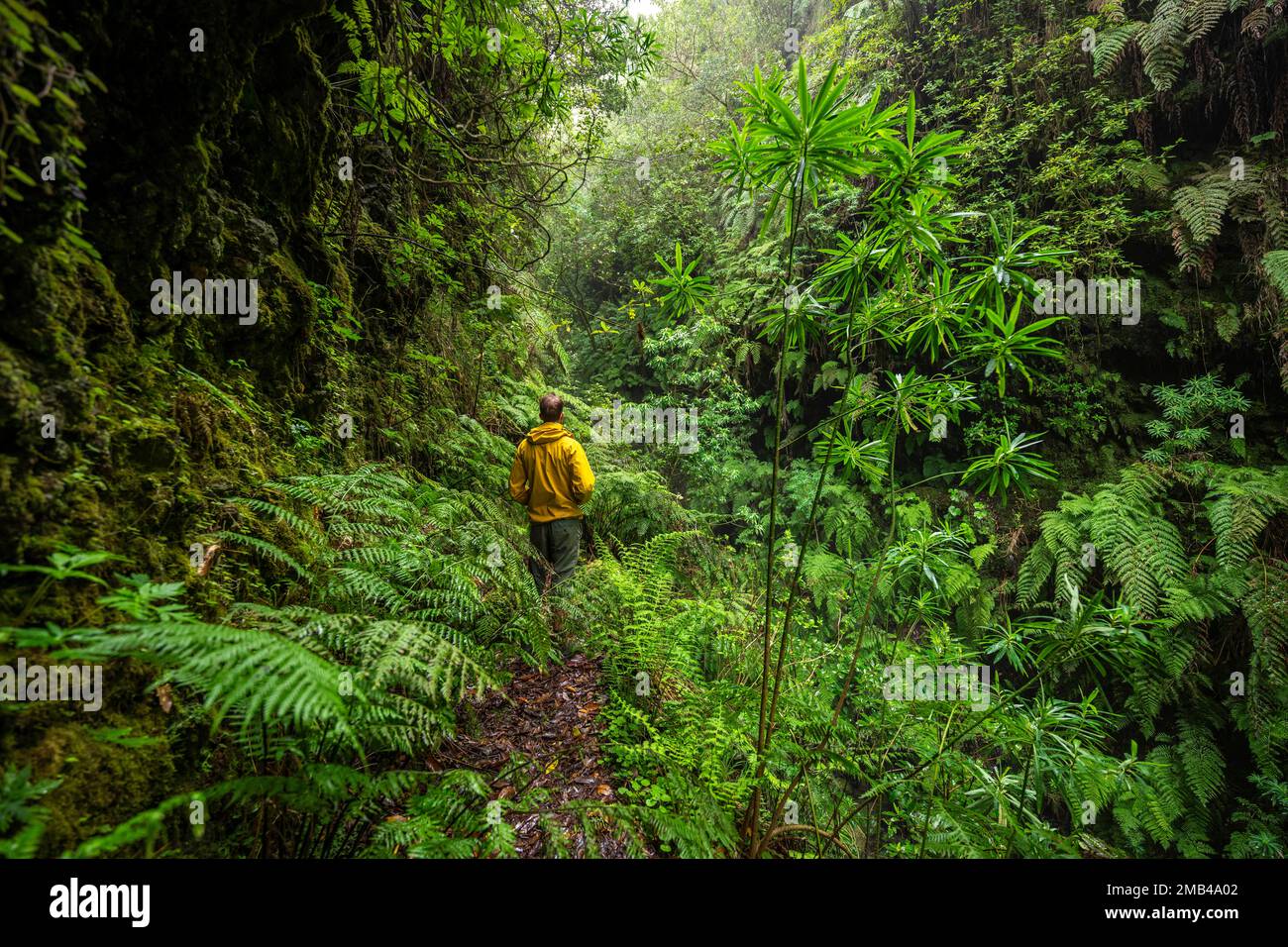 Hikers on a narrow footpath, in densely overgrown forest with ferns ...