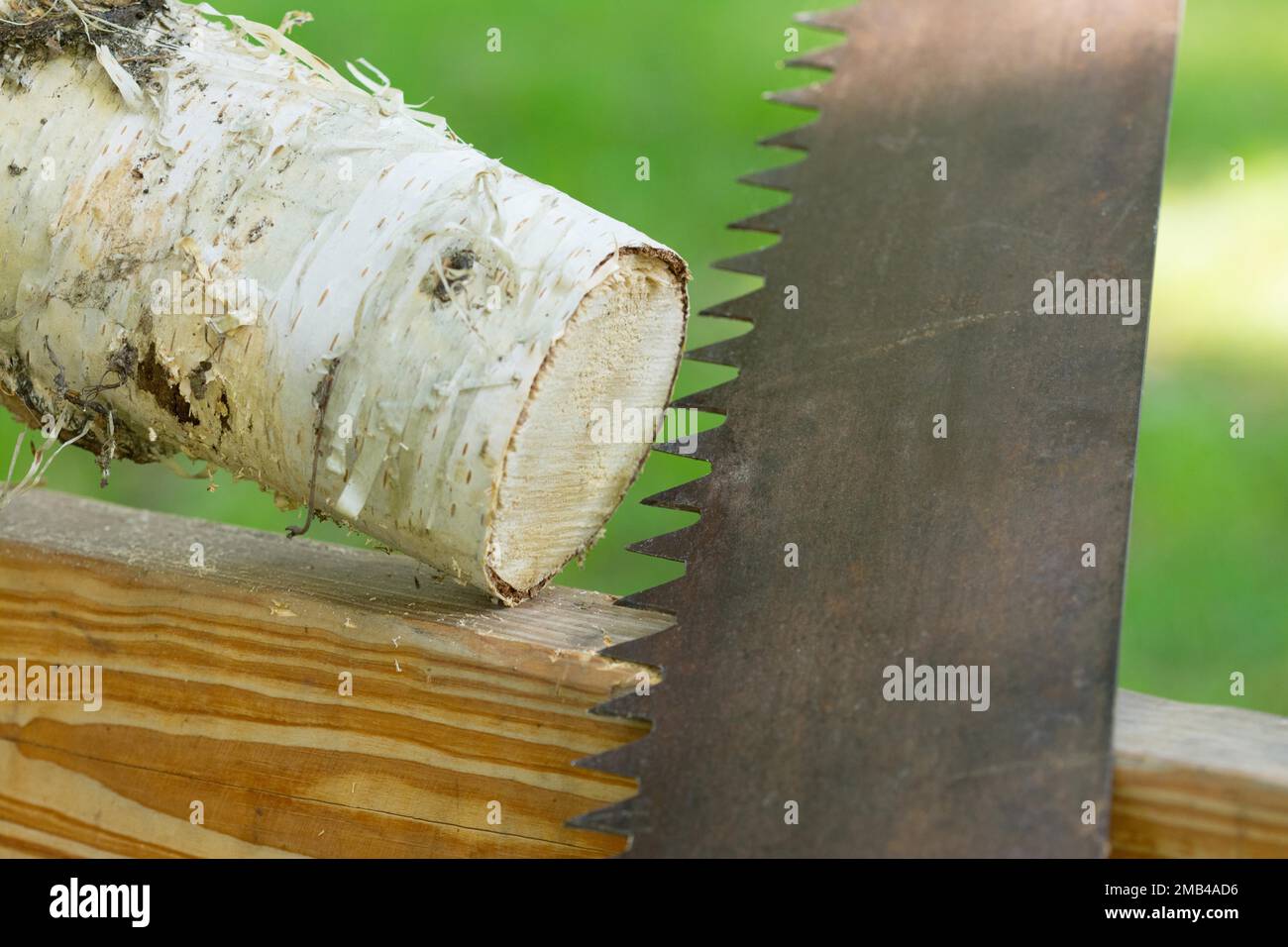 Symbolic image sawing a tree trunk - wedding custom Stock Photo - Alamy