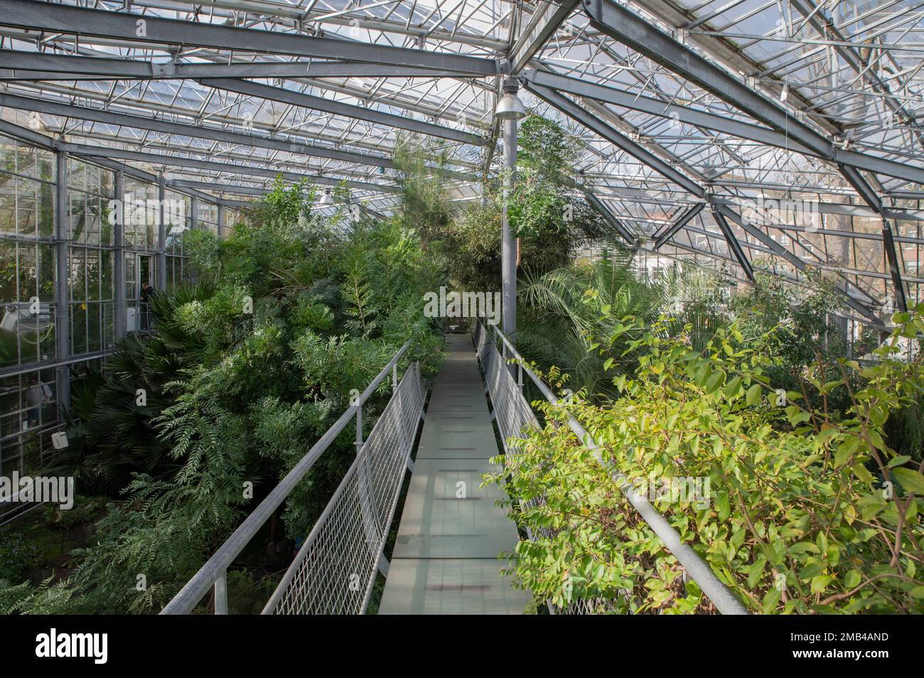 Walking Bridge At The Glasshouse At The Hortus Botanicus At Amsterdam ...