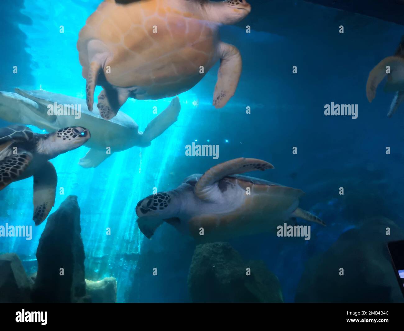 Tortoises swimming hi-res stock photography and images - Alamy