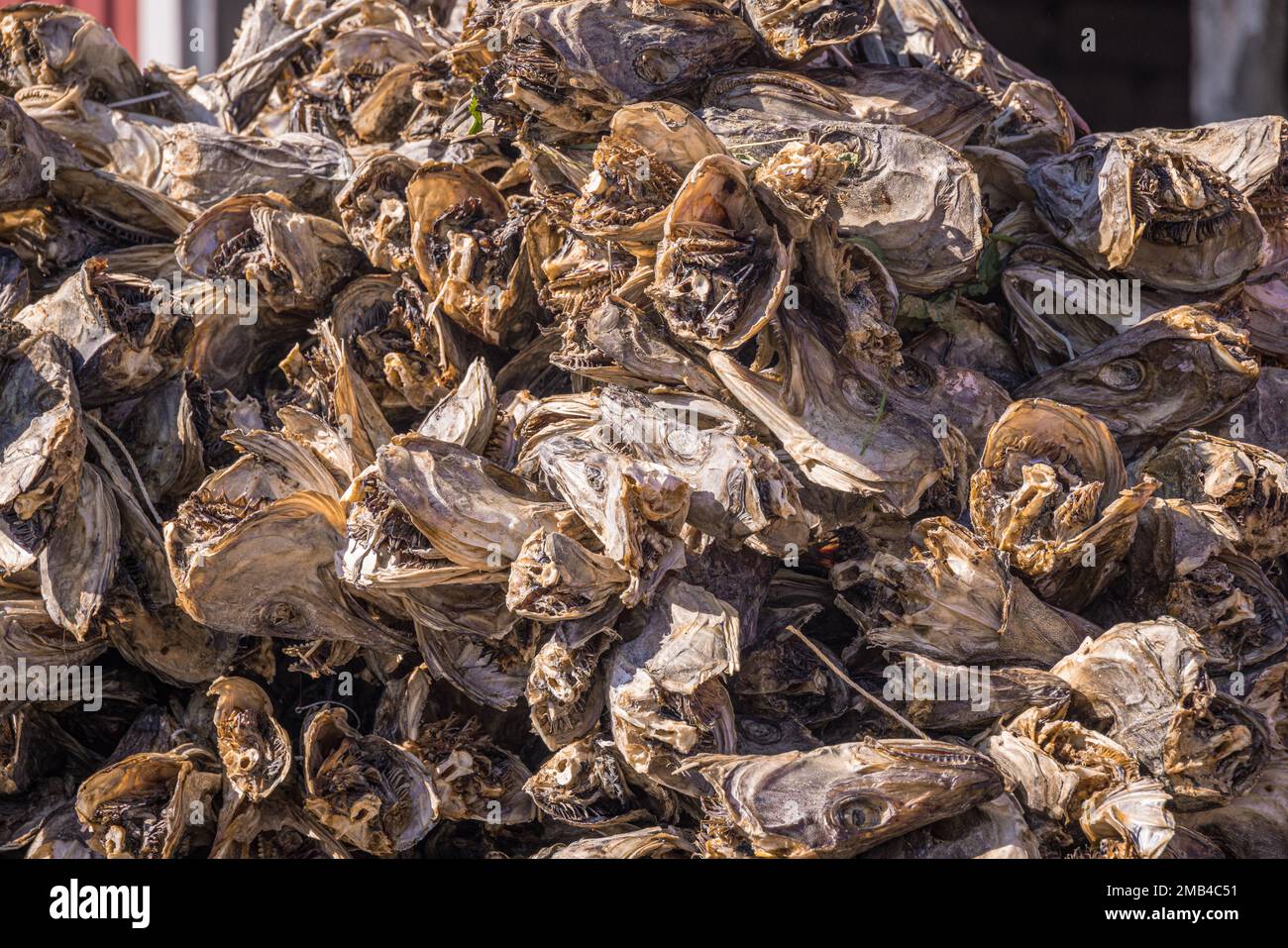 Close up of a pile of dried stockfish, Reine, Moskenesoya, Lofoten ...