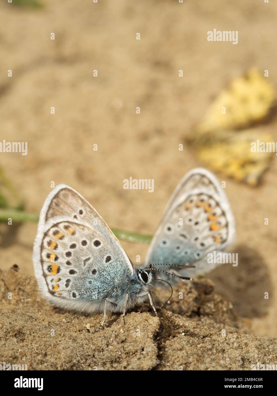Butterfly duo hi-res stock photography and images - Alamy