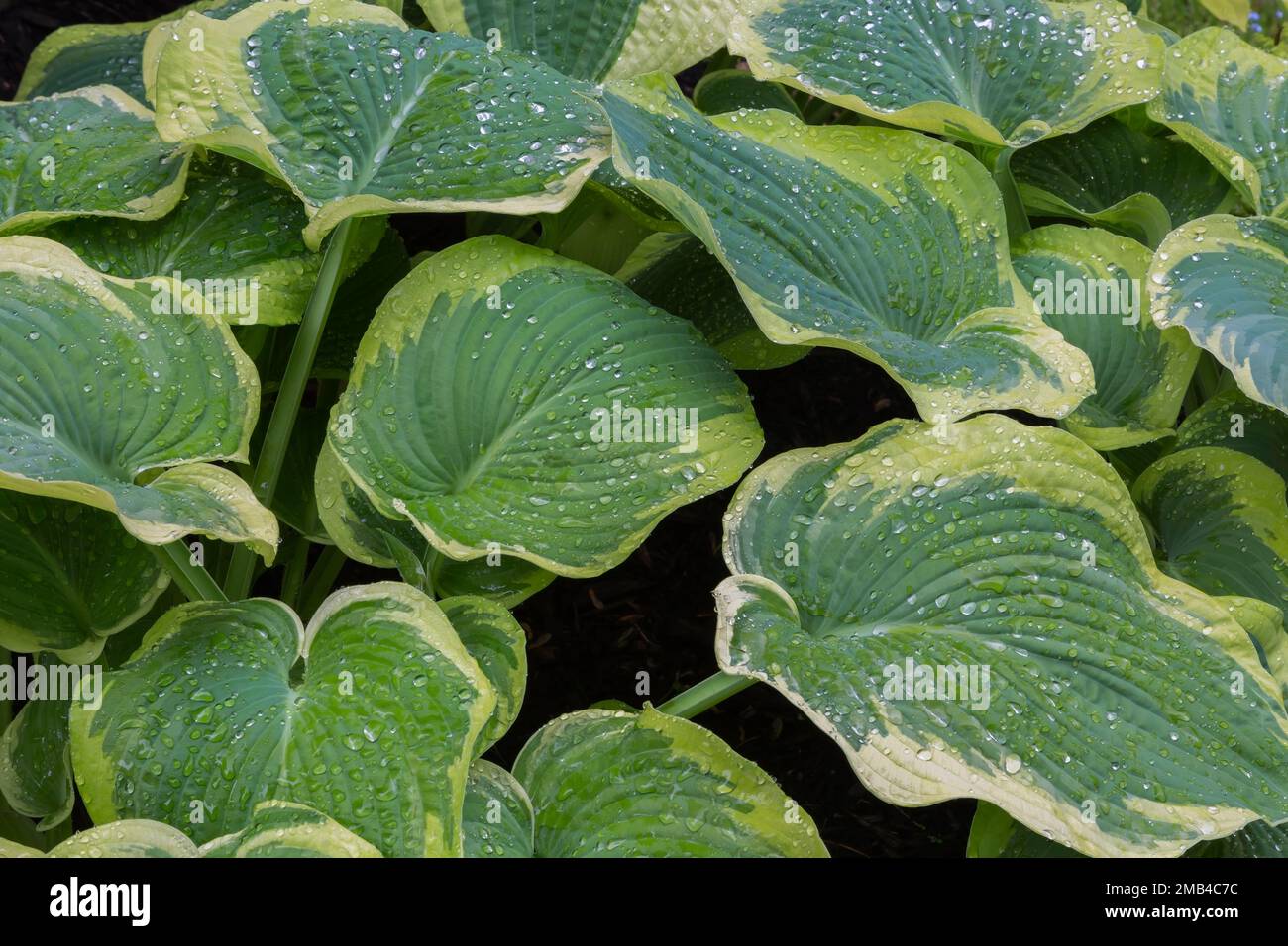 Hosta (Hosta) leaves with water droplets in spring, Quebec, Canada ...