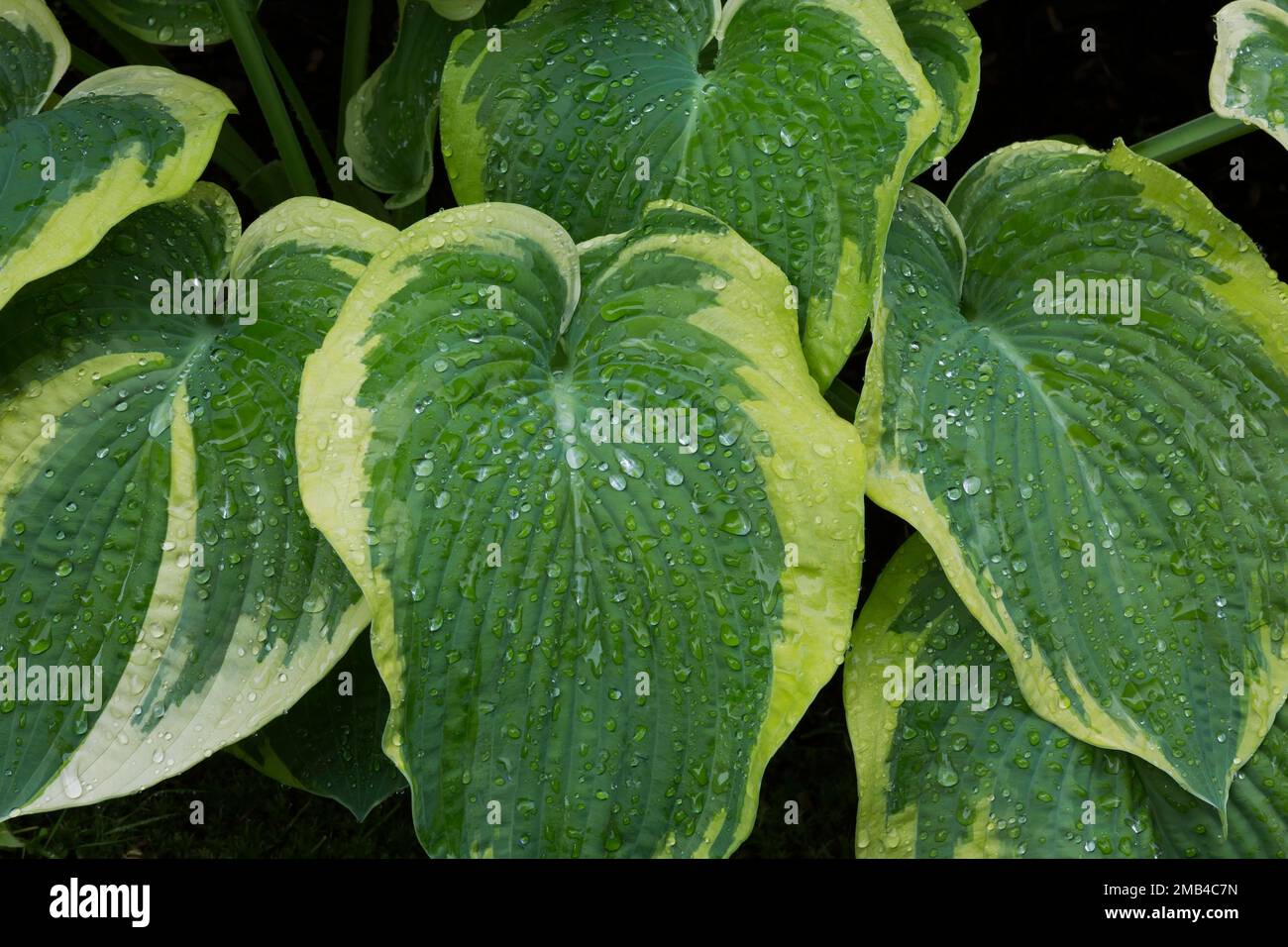 Hosta (Hosta) leaves with water droplets in spring, Quebec, Canada ...