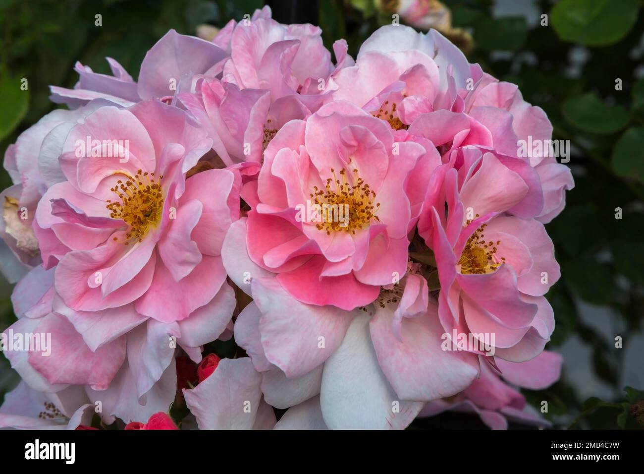 Large Flowered Climbing Rose (Rosa) Clair Matin in summer, Quebec ...
