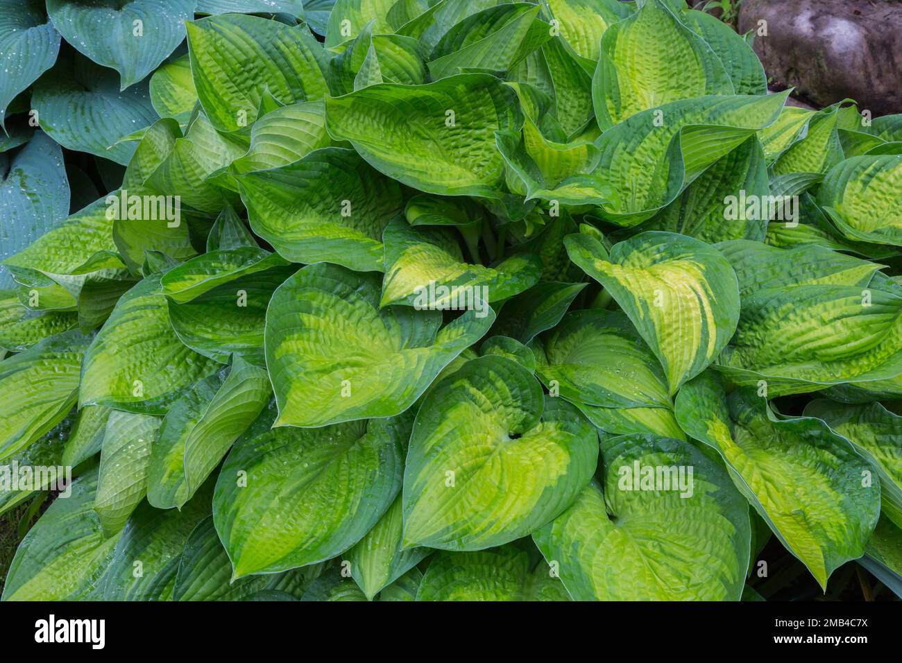 Hosta (Hosta) Great Expectation in spring, Quebec, Canada Stock Photo ...