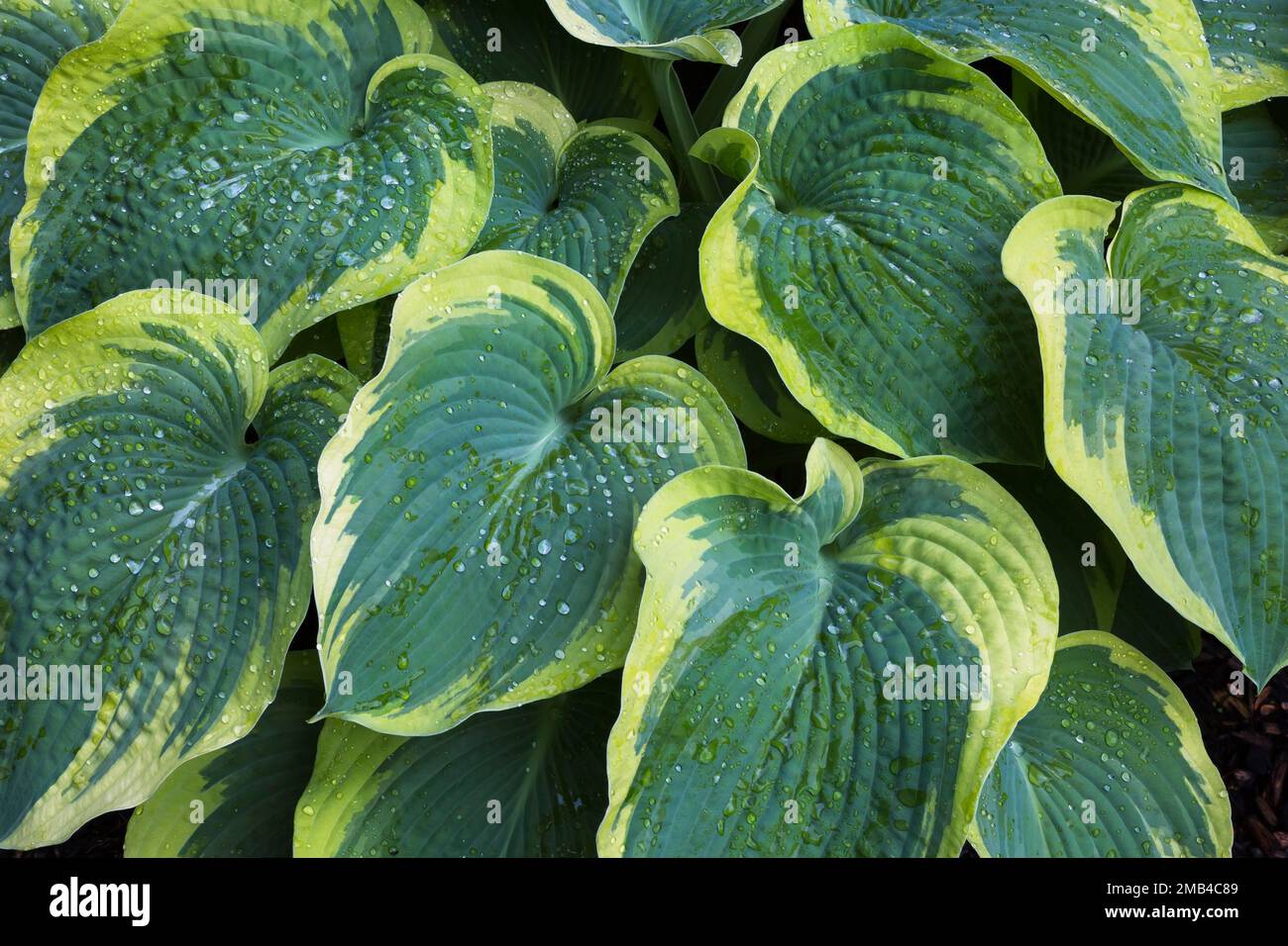 Hosta (Hosta) leaves with water droplets in spring, Quebec, Canada ...