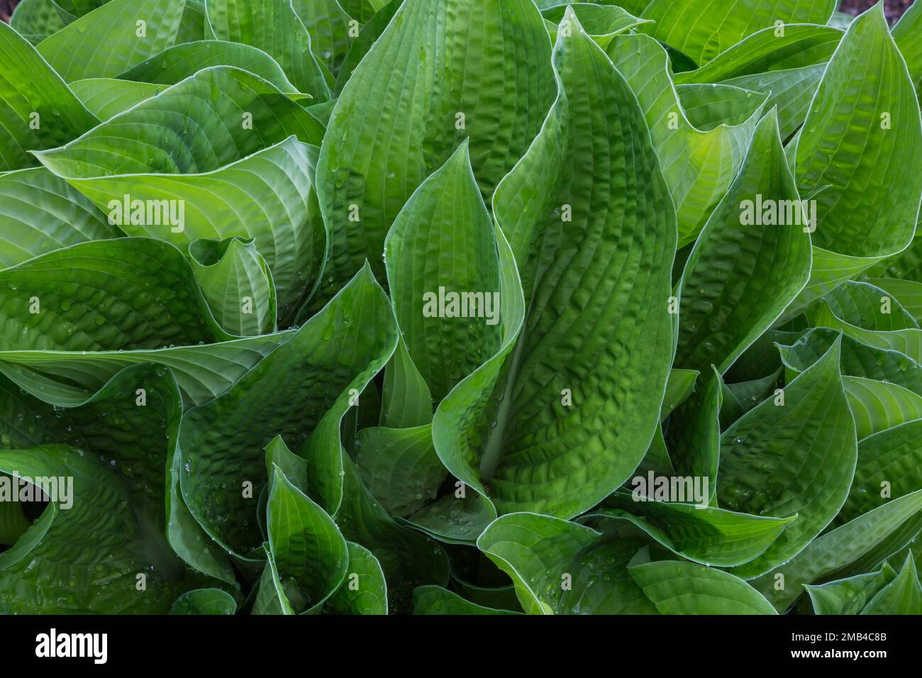 Hosta (Hosta) leaves in spring, Quebec, Canada Stock Photo - Alamy