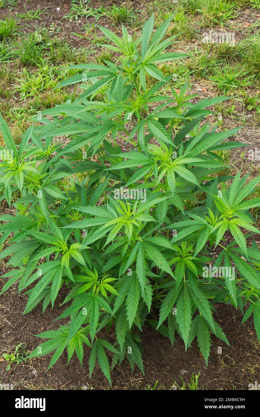 Marijuana (Cannabis sativa) plant in early summer, Quebec, Canada Stock ...