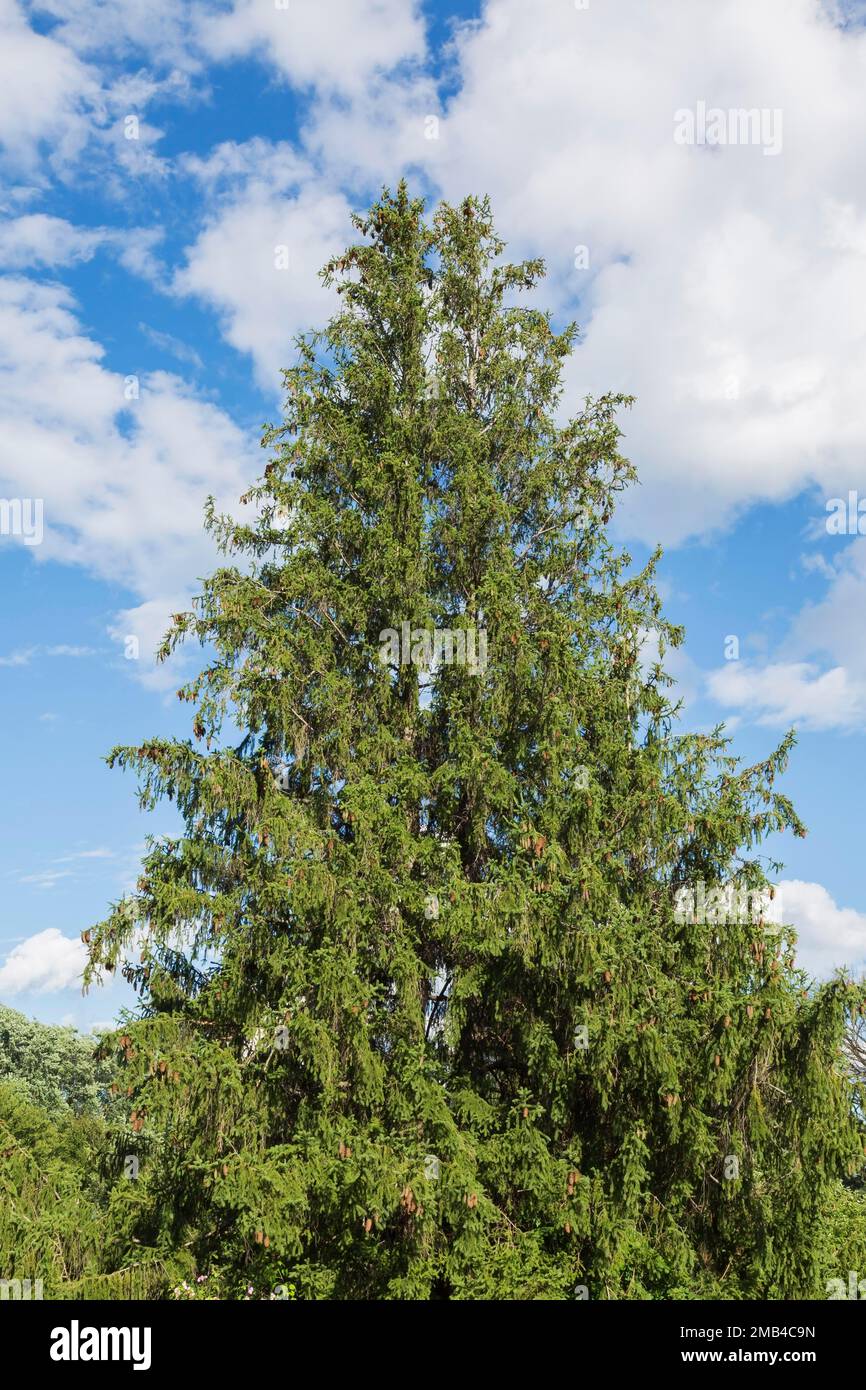 Tree quebec hi-res stock photography and images - Alamy