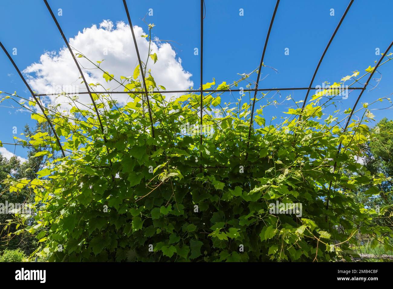 Grape Vine (Vitis) growing on metal arbour in summer, Quebec, Canada ...