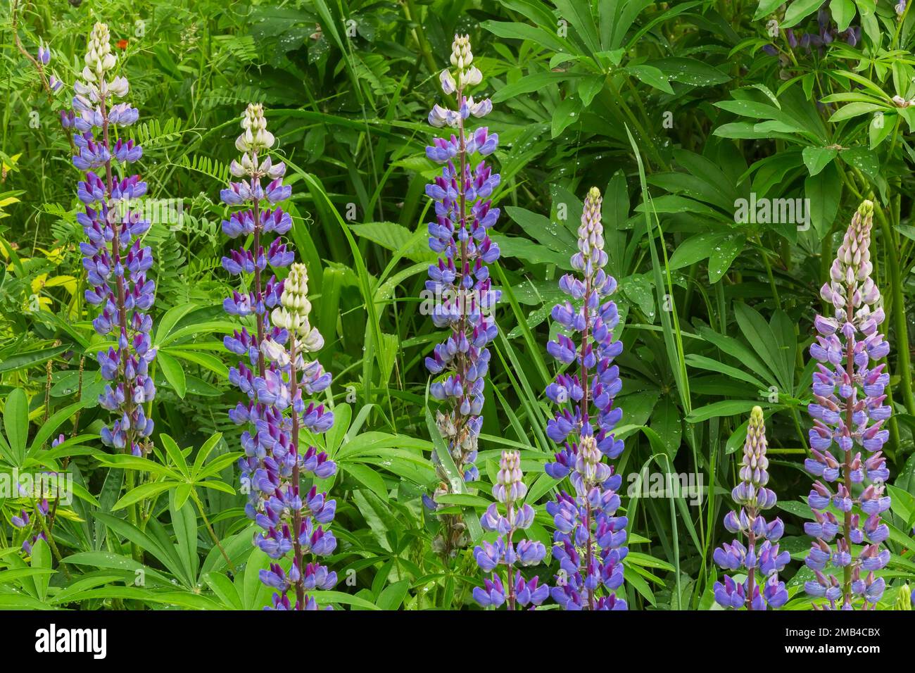 Wild Lupine Perennial Blue (Lupinus perennis) in spring, Quebec, Canada ...