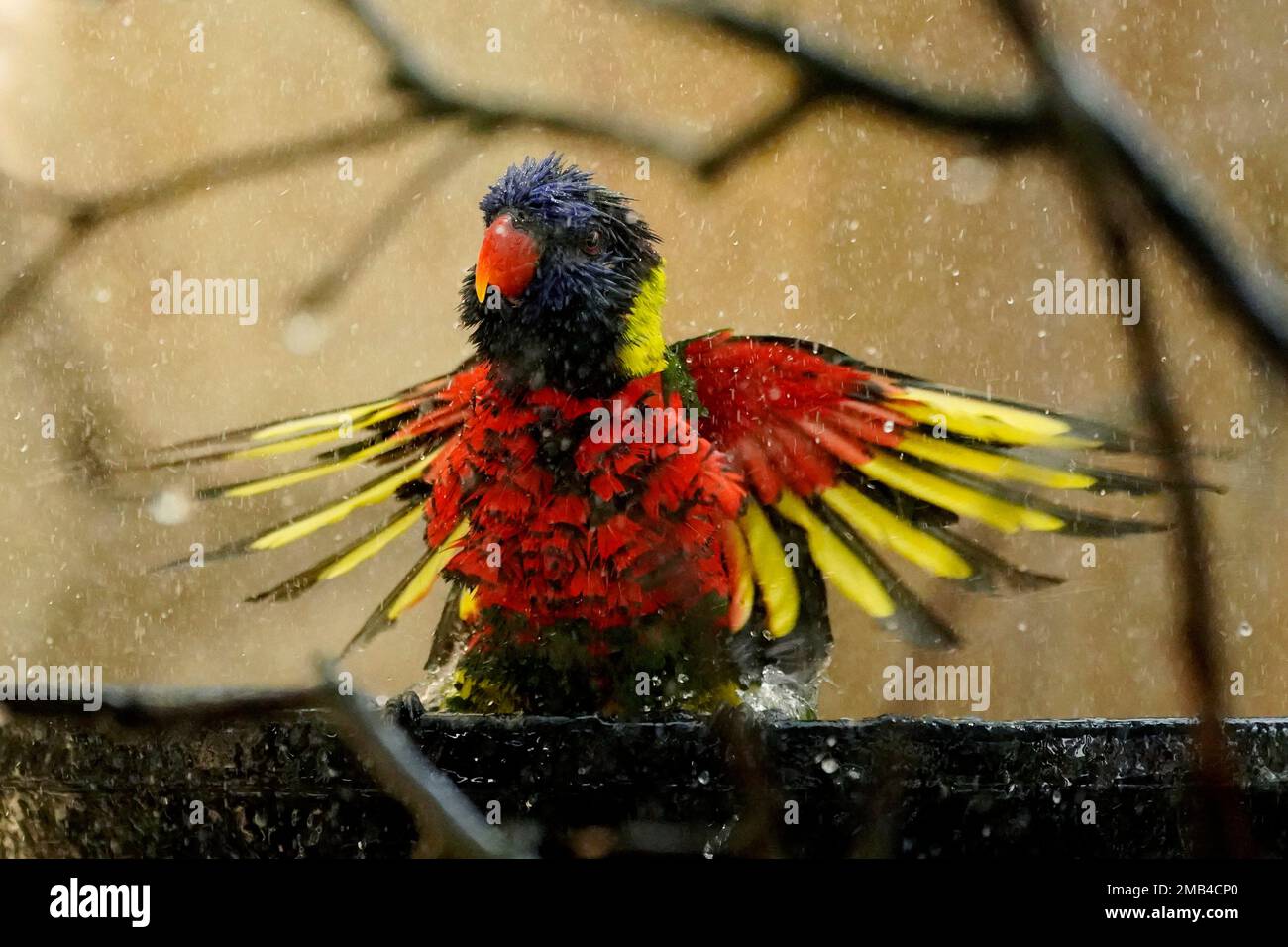 A lorikeet takes refuge from the heat as it plays in a bird pool under ...