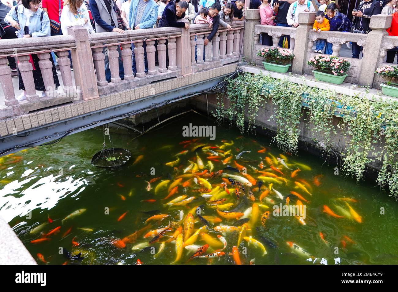 Goldfish under a bridge in Yuyuan Garden, Shanghai, People's Republic ...