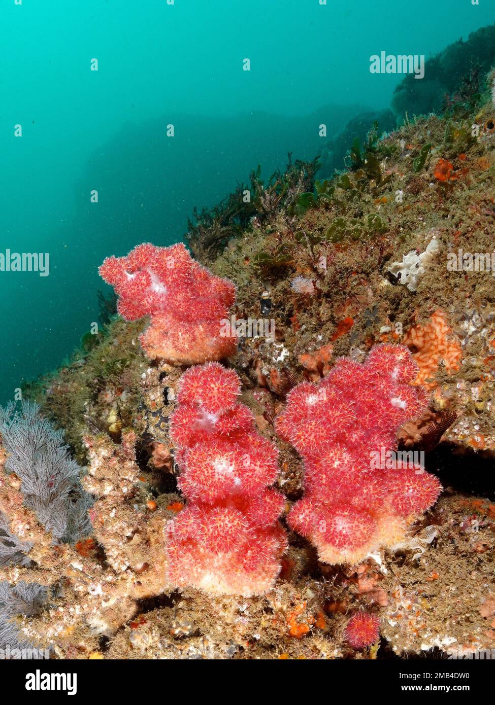 Thistle Tree Coral (Dendronephthya) . Aliwal Shoal Dive Site, Umkomaas ...