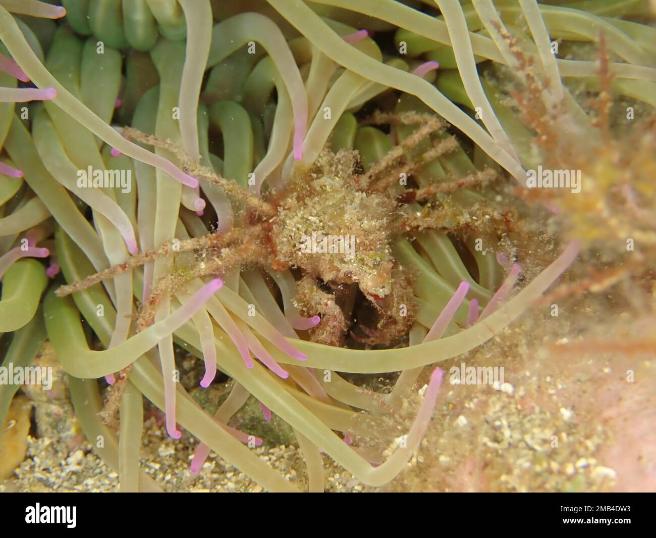 Long-legged ghost crab (Macropodia) in opelet anemone (Anemonia sulcata ...