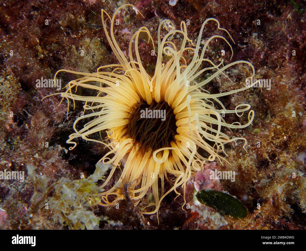 Yellow coloured tube anemone (Cerianthus membranaceus) . Dive site ...
