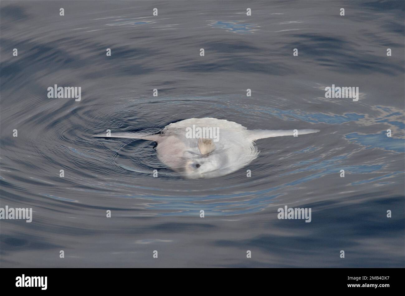 A ocean sunfish (Mola mola) sunbathing on the water surface. Dive site ...