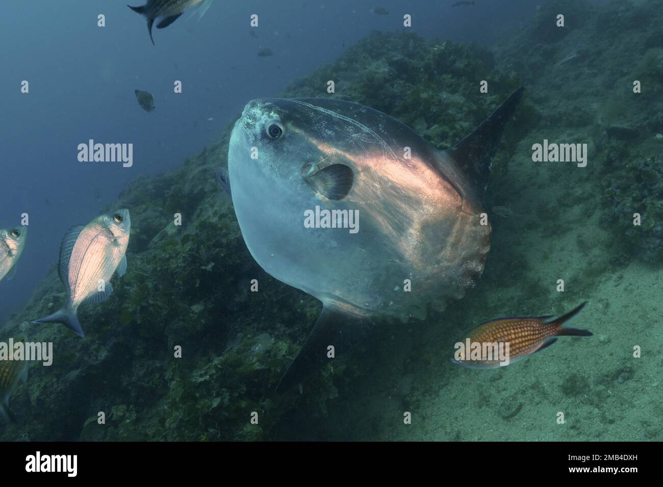 Ocean sunfish (Mola mola) . Dive site Marine Reserve Cap de Creus ...