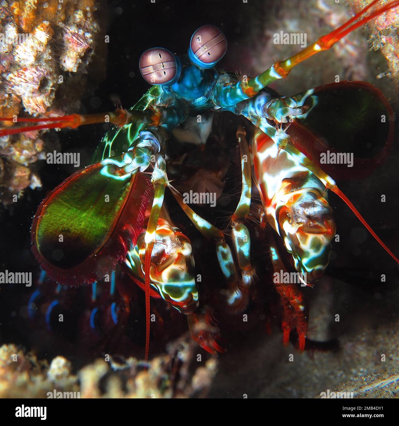 Portrait of peacock mantis shrimp (Odontodactylus scyllarus) . Dive ...