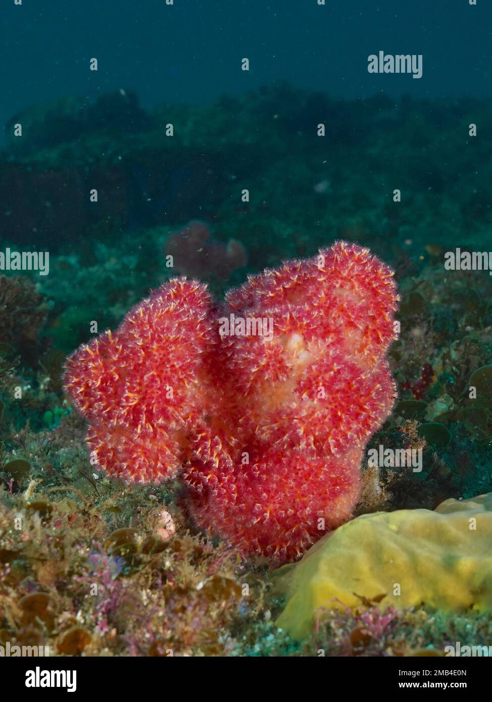Thistle Tree Coral (Dendronephthya) . Aliwal Shoal Dive Site, Umkomaas ...