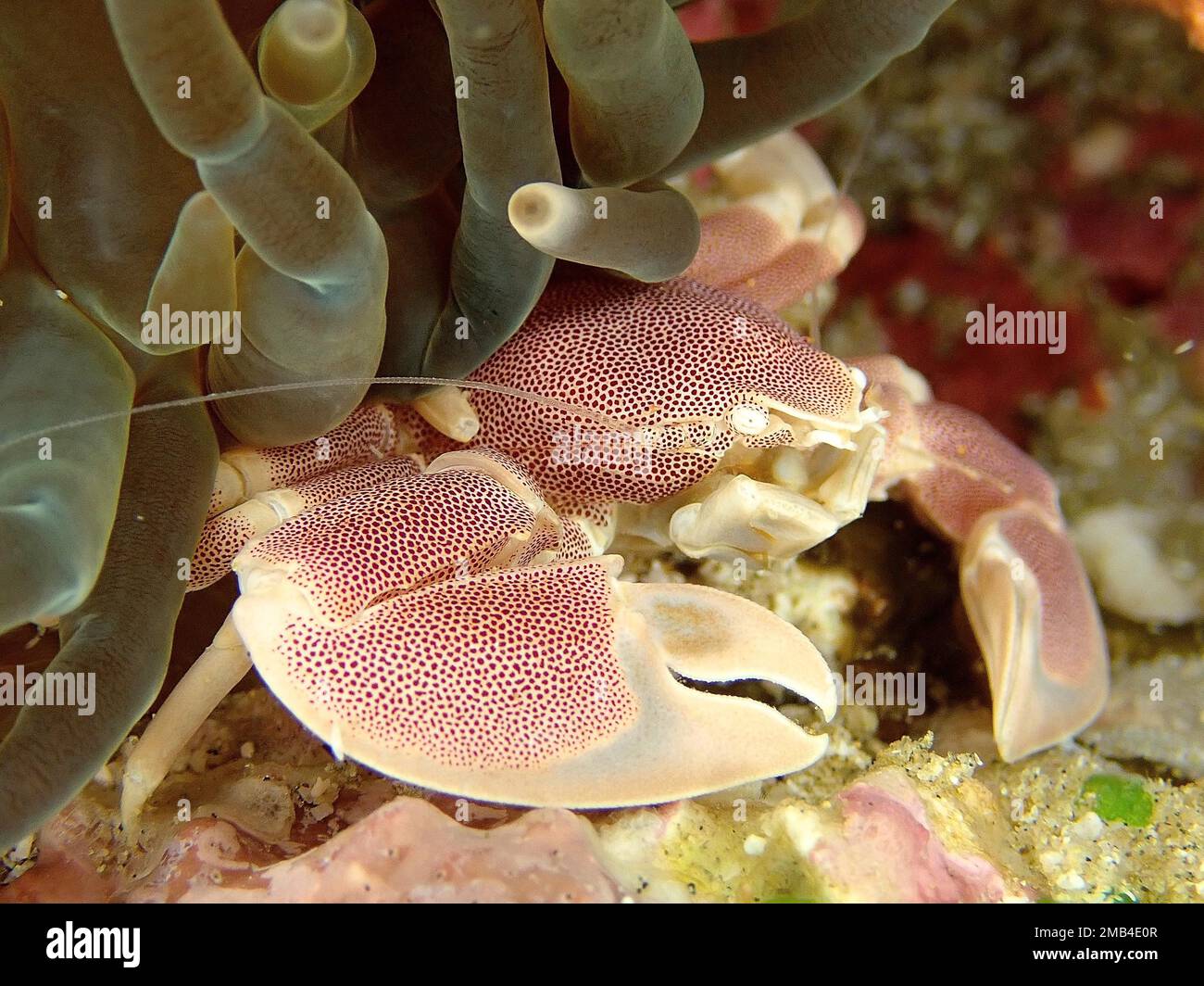 Spotted Porcelain Crab (Neopetrolisthes maculatus) . Dive site Sodwana ...