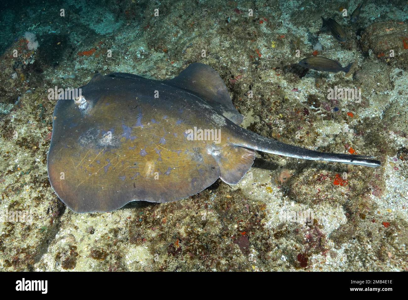 Blue stingray (Dasyatis chrysonota) . Aliwal Shoal Dive Site, Umkomaas ...